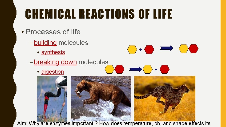 6 2 ENZYMES CHAPTER 6 THE BIOLOGY IN