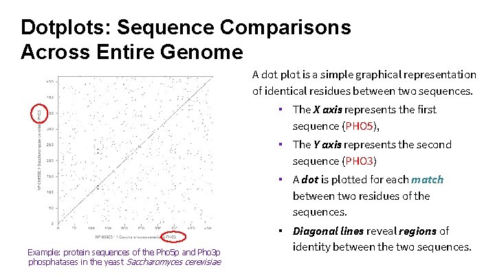 Using Gepard to Make Dotplots by Andrew Kapinos