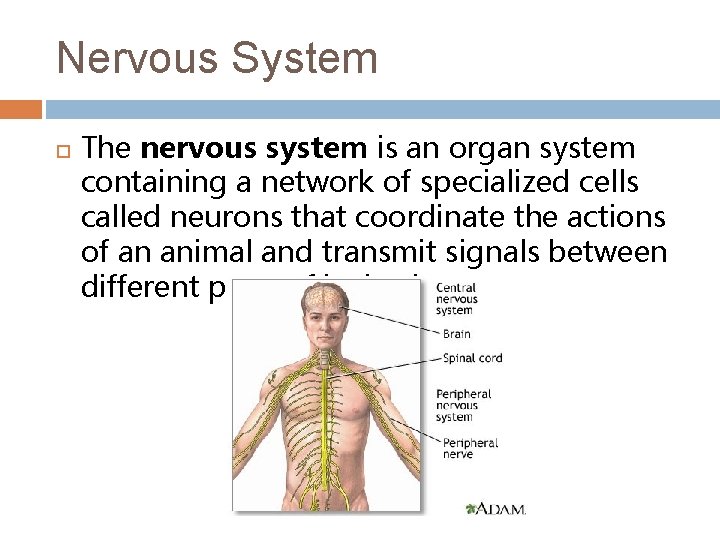 AP BIOLOGY ANIMAL FORM AND FUNCTION Nervous System