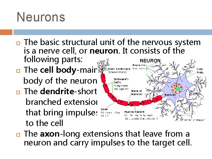 AP BIOLOGY ANIMAL FORM AND FUNCTION Nervous System