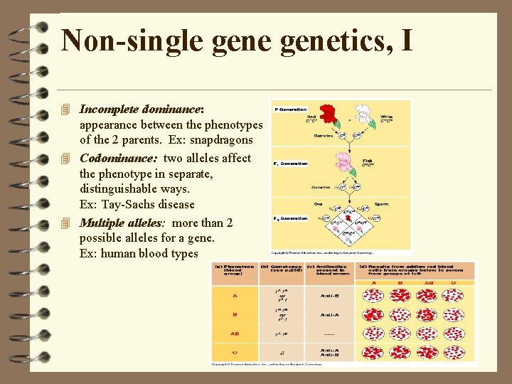 AP Biology Chapter 14 Mendel The Gene Idea