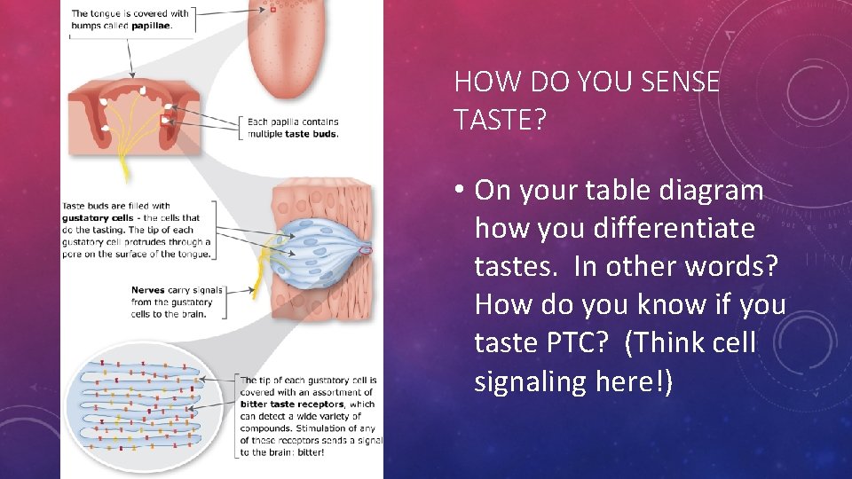 PTC CELL SIGNALING GENETICS AND EVOLUTION PTC PHENYLTHIOCARBAMIDE