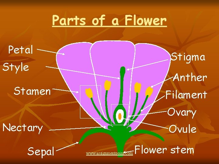 Introduction to Plants Standard Grade Biology www assignmentpoint