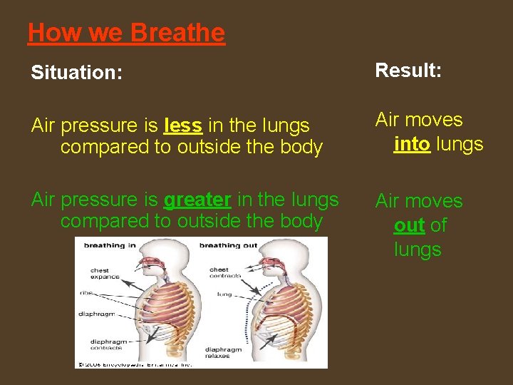 The Respiratory System A breath of fresh air