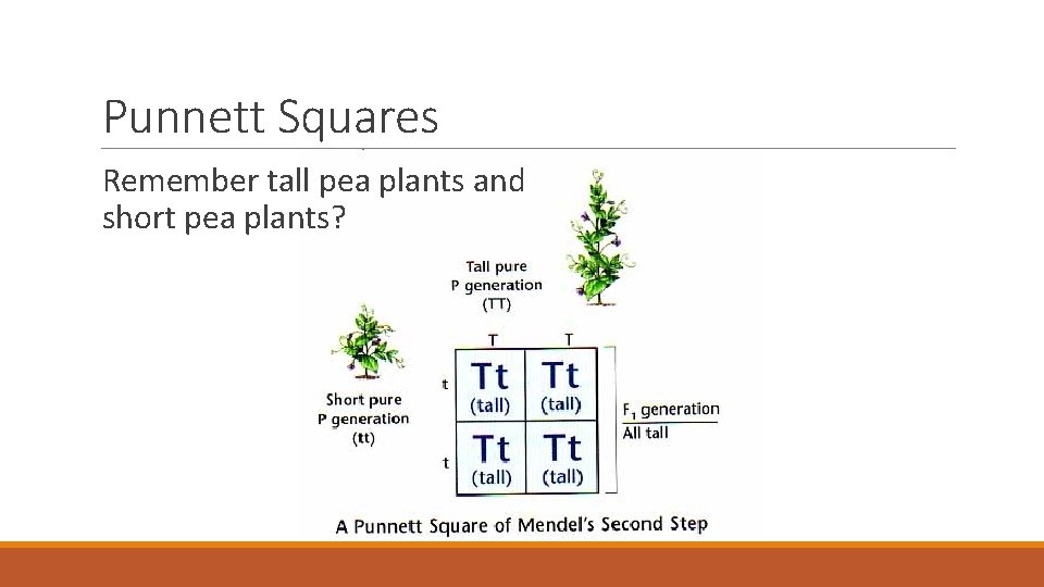 Chapter 6 BHeredity Punnett Squares What are Punnett