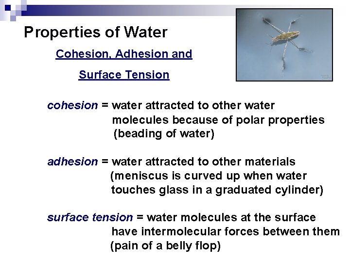 Properties of Water Polar covalent bond unequal sharing