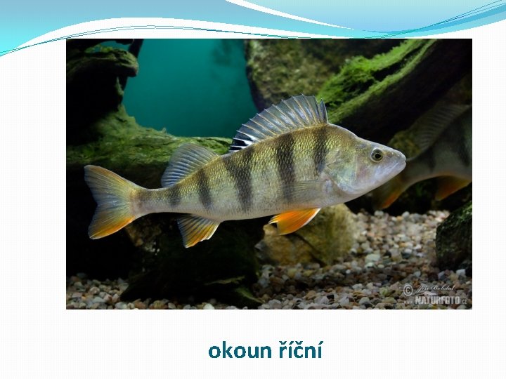 RYBY sladkovodn a mosk lalokoploutv ryby latimrie podivn