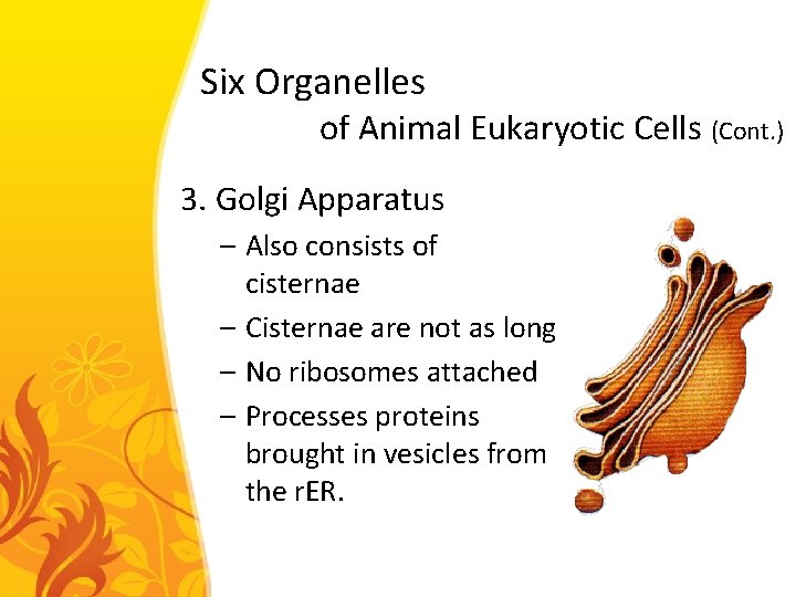Eukaryotic Cells Song Hee Bae IB 1 Biology