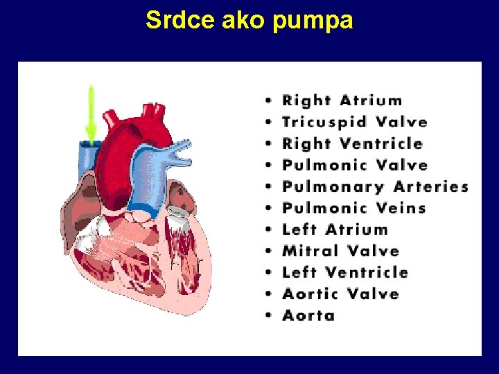 Biofyzika srdca a ciev Srdce ako zdroj elektrickch