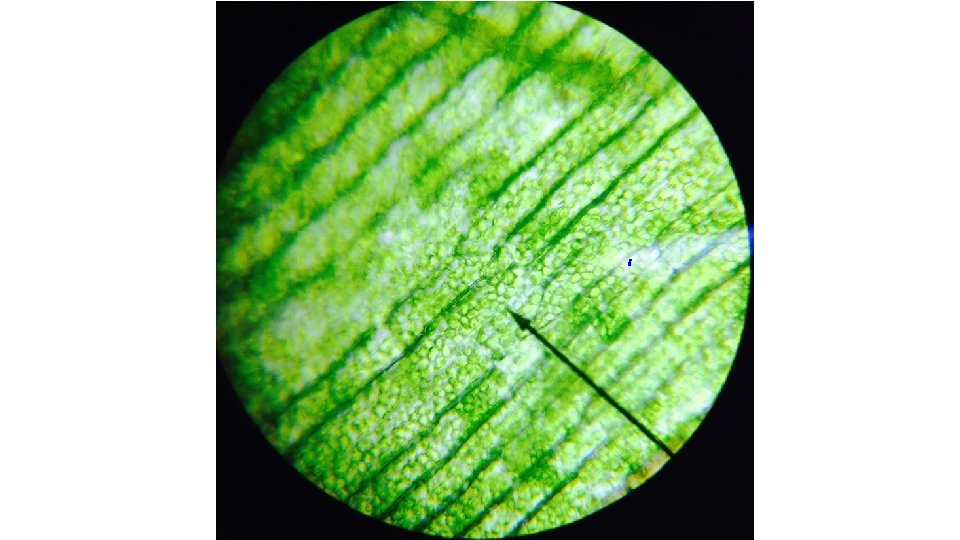 PLANT LAB SLIDES Lab 7 Plant Cells Purpose