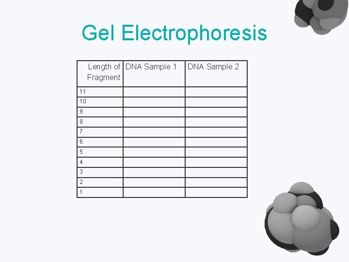 BIOTECHNOLOGY 01 DNA FINGERPRINTING GEL ELECTROPHORESIS Micropipette ...