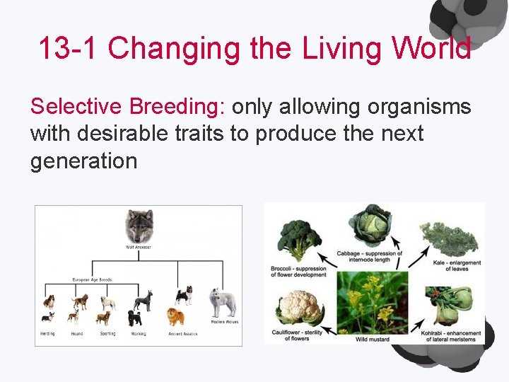 BIOTECHNOLOGY 01 DNA FINGERPRINTING GEL ELECTROPHORESIS Micropipette ...