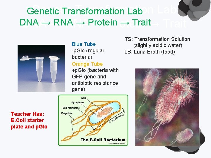 BIOTECHNOLOGY 01 DNA FINGERPRINTING GEL ELECTROPHORESIS Micropipette ...