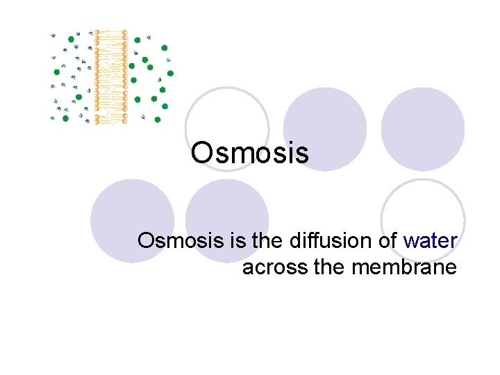 Movement Through a Membrane The Cell Part II