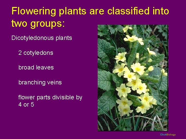 Click Biology Cambridge IGCSE Biology Extended Level Classification