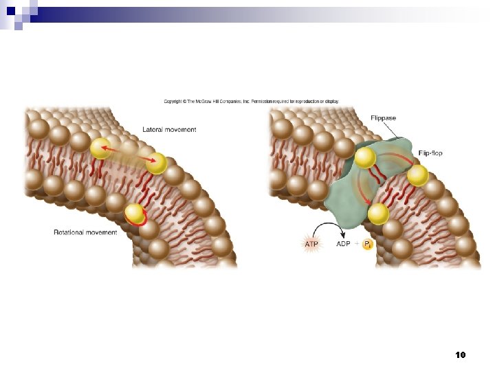 CHAPTER 5 MEMBRANE STRUCTURE AND TRANSPORT Prepared by