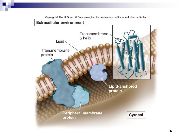 CHAPTER 5 MEMBRANE STRUCTURE AND TRANSPORT Prepared by