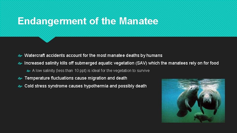 Conservation of the Florida Manatee By Erin Mc