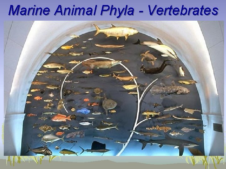 Marine Life Classification and Evolution Big Concepts Classification