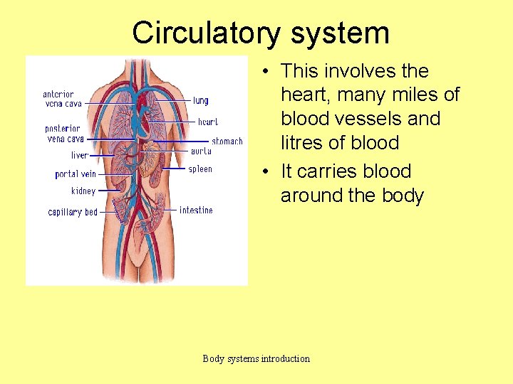 Body Systems The human body is made up
