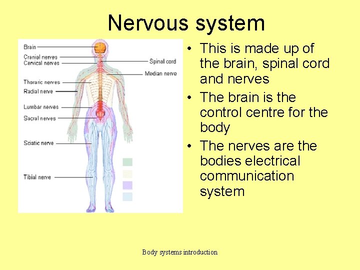Body Systems The human body is made up