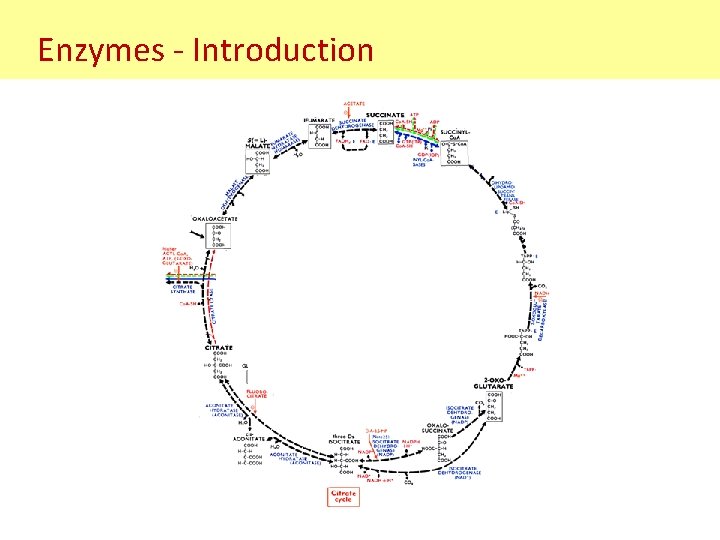 STB 1083 BIOCHEMISTRY Lecture 6 INTRODUCTION TO ENZYMES