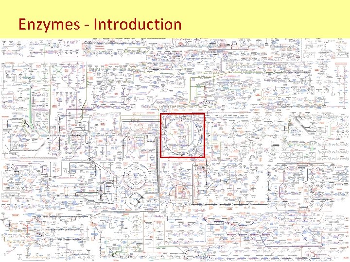 STB 1083 BIOCHEMISTRY Lecture 6 INTRODUCTION TO ENZYMES