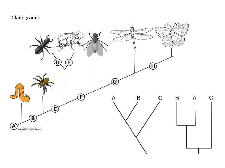 BIG IDEA 1 Evolution as a Process Selection