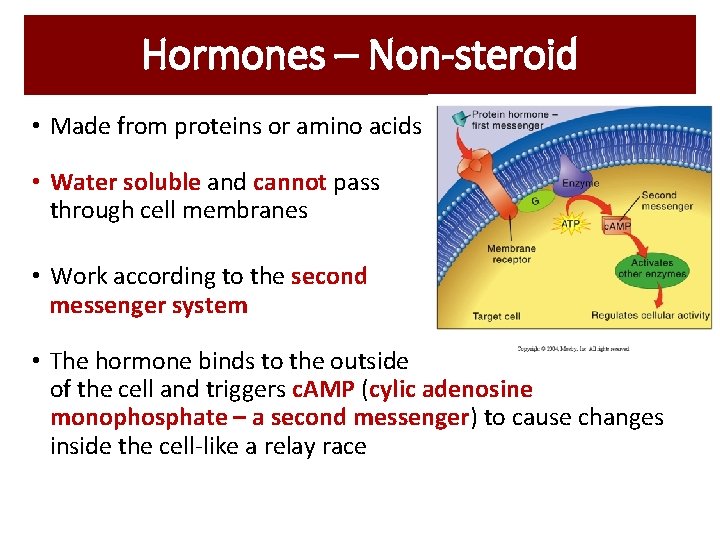 Chapter 11 The Endocrine System Objectives 1 Distinguish