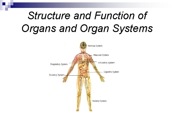 Animal Body Systems Structure and Function of Organs