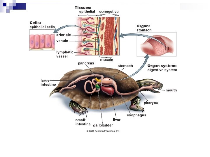 Animal Body Systems Structure and Function of Organs