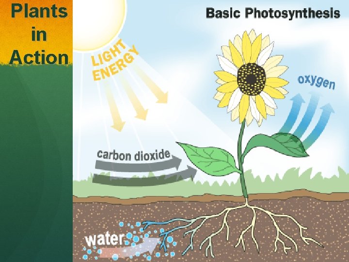Photosynthesis Obtaining Energy Autotroph energy glucose from sunlight