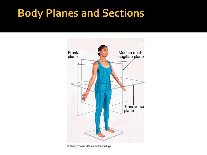 The Human Body An Orientation Definitions Anatomy The