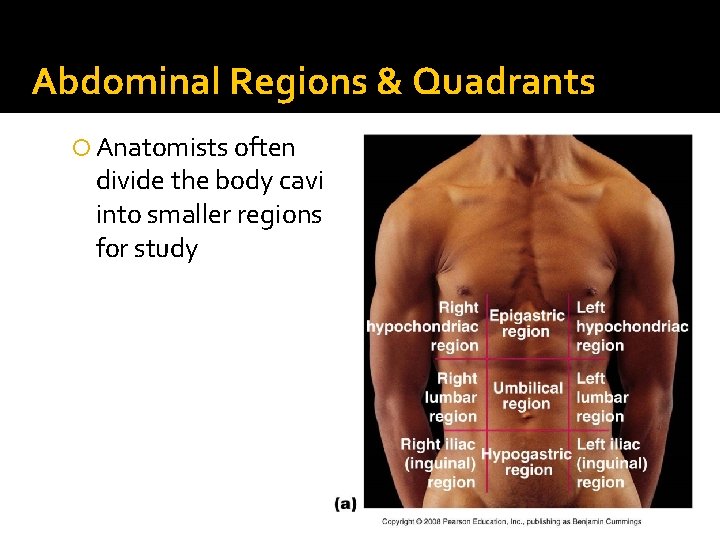 The Human Body An Orientation Definitions Anatomy The