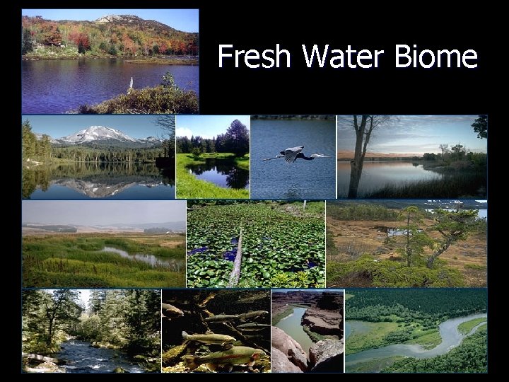 Exploring Earths Biomes Biomes Divisions in the environment