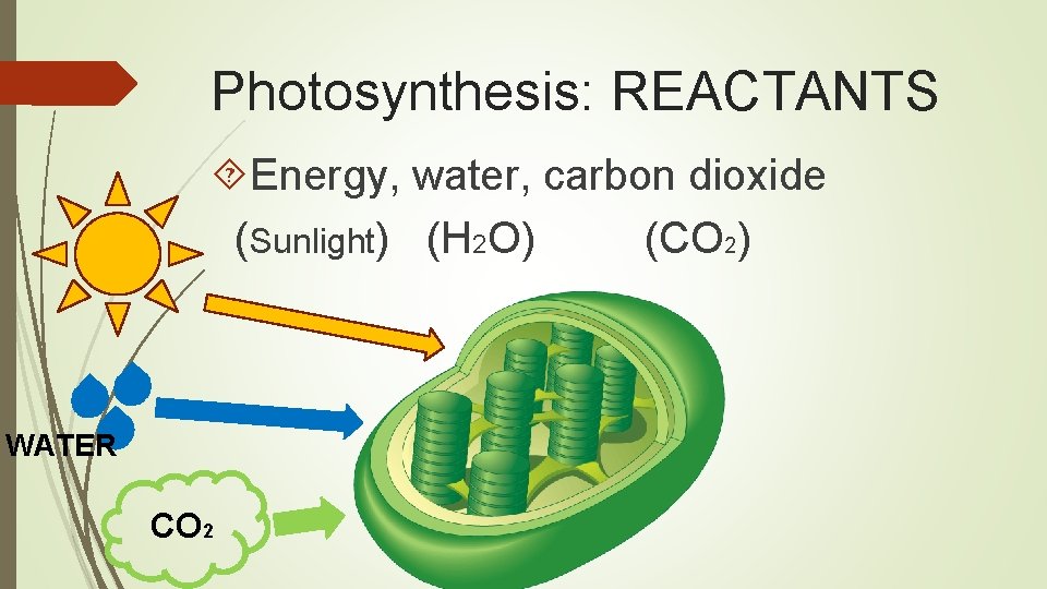 Cellular Respiration Photosynthesis Foldable Take 3 sheets of