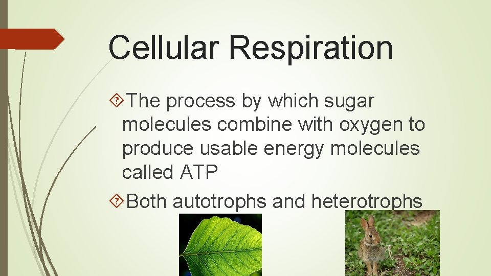 Cellular Respiration Photosynthesis Foldable Take 3 sheets of