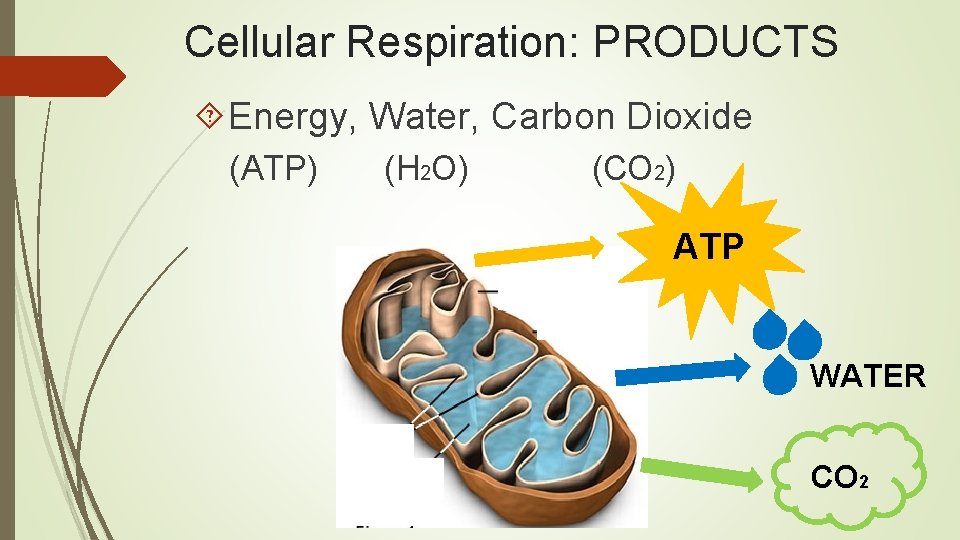Cellular Respiration Photosynthesis Foldable Take 3 sheets of