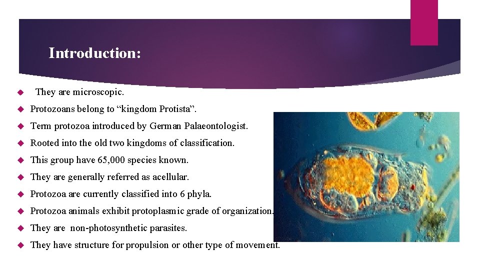 Unit 1 Invertebrates Introduction and Phylum Protozoa Topic