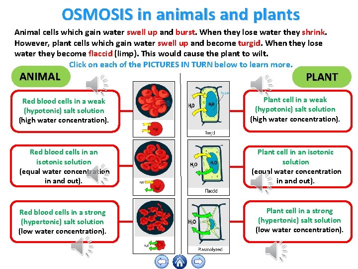 DIFFUSION OSMOSIS and ACTIVE TRANSPORT BUTTONS Click here