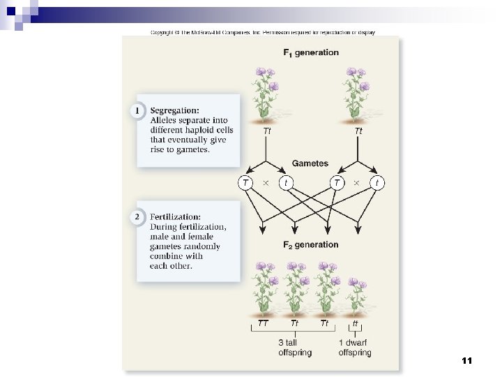 CHAPTER 16 SIMPLE PATTERNS OF INHERITANCE Prepared by
