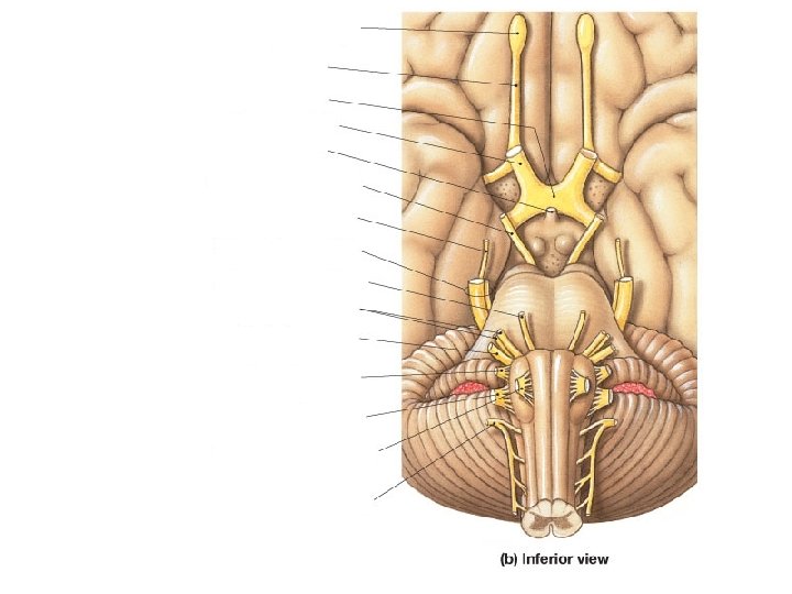 Cranial Nerves Inferior surface of the brain as