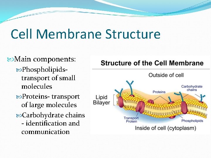cell membranes and movement across them Bellringer Review