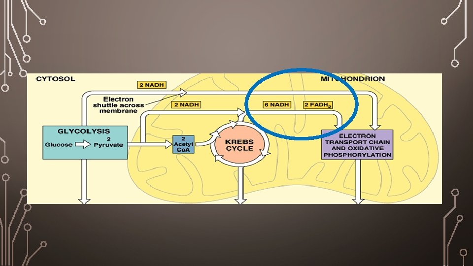 CELLULAR RESPIRATION HOW DOES THE MITOCHONDRIA BREAK DOWN