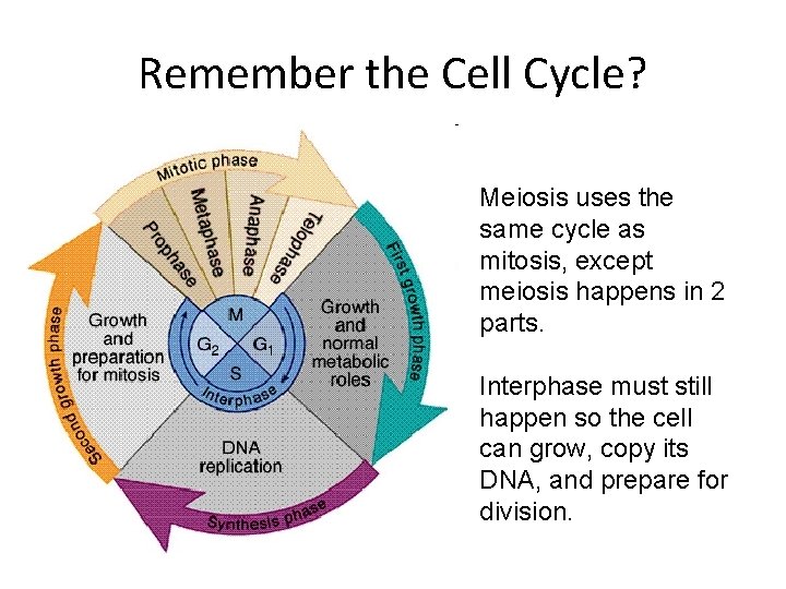 Stnd 3 a Objective CNotes Meiosis Cell Division