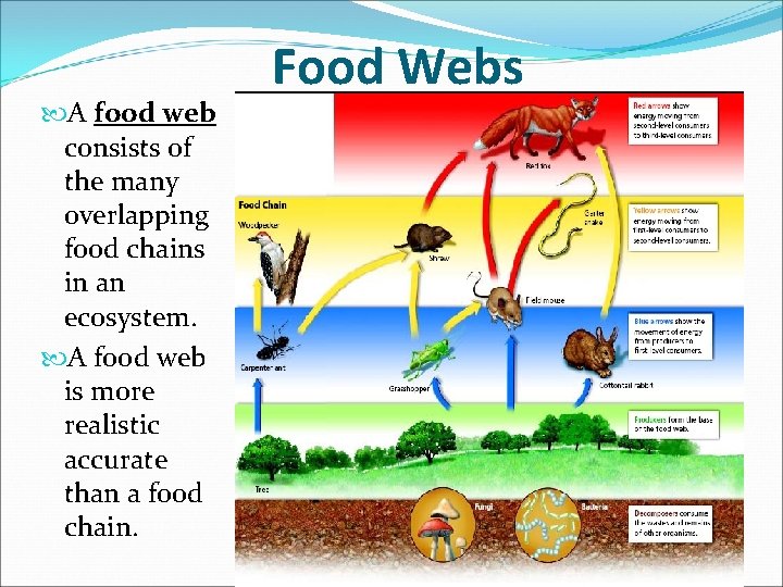 Food Chains and Food Webs Energy enters most