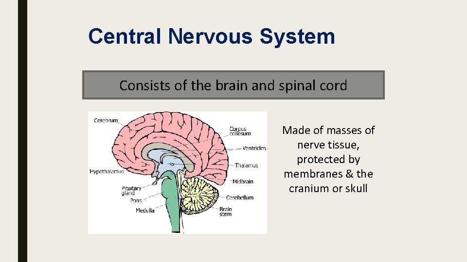 THE CENTRAL NERVOUS SYSTEM Emily BeaumontMc Allen Aims