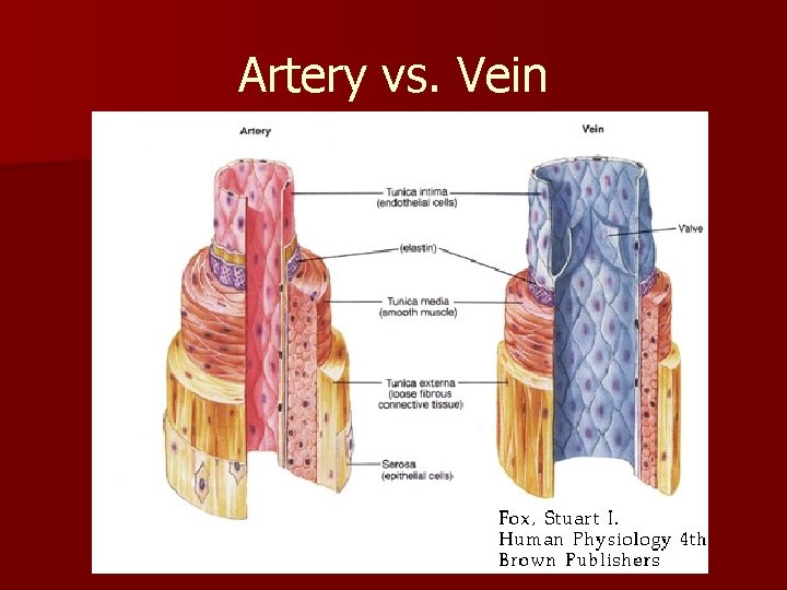 Blood circulatory system Class 9 Uzma Amer Body