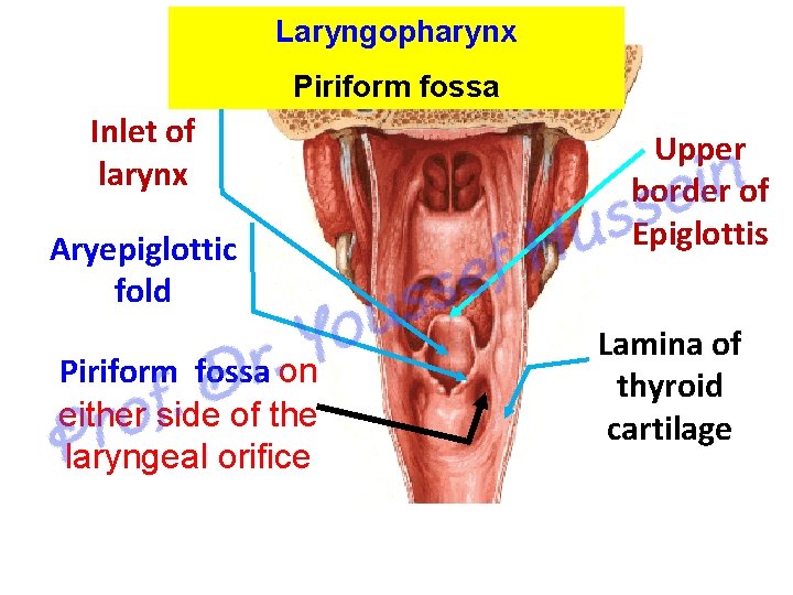 Pharynx Beginning Base of the skull Nose Mouth