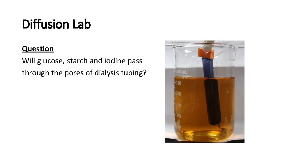 Diffusion Lab The Selective Permeability of Dialysis Tubing